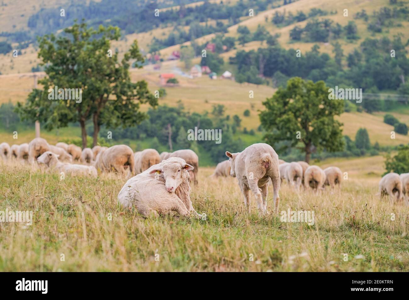 Outdoor sheep spring hi-res stock photography and images - Alamy