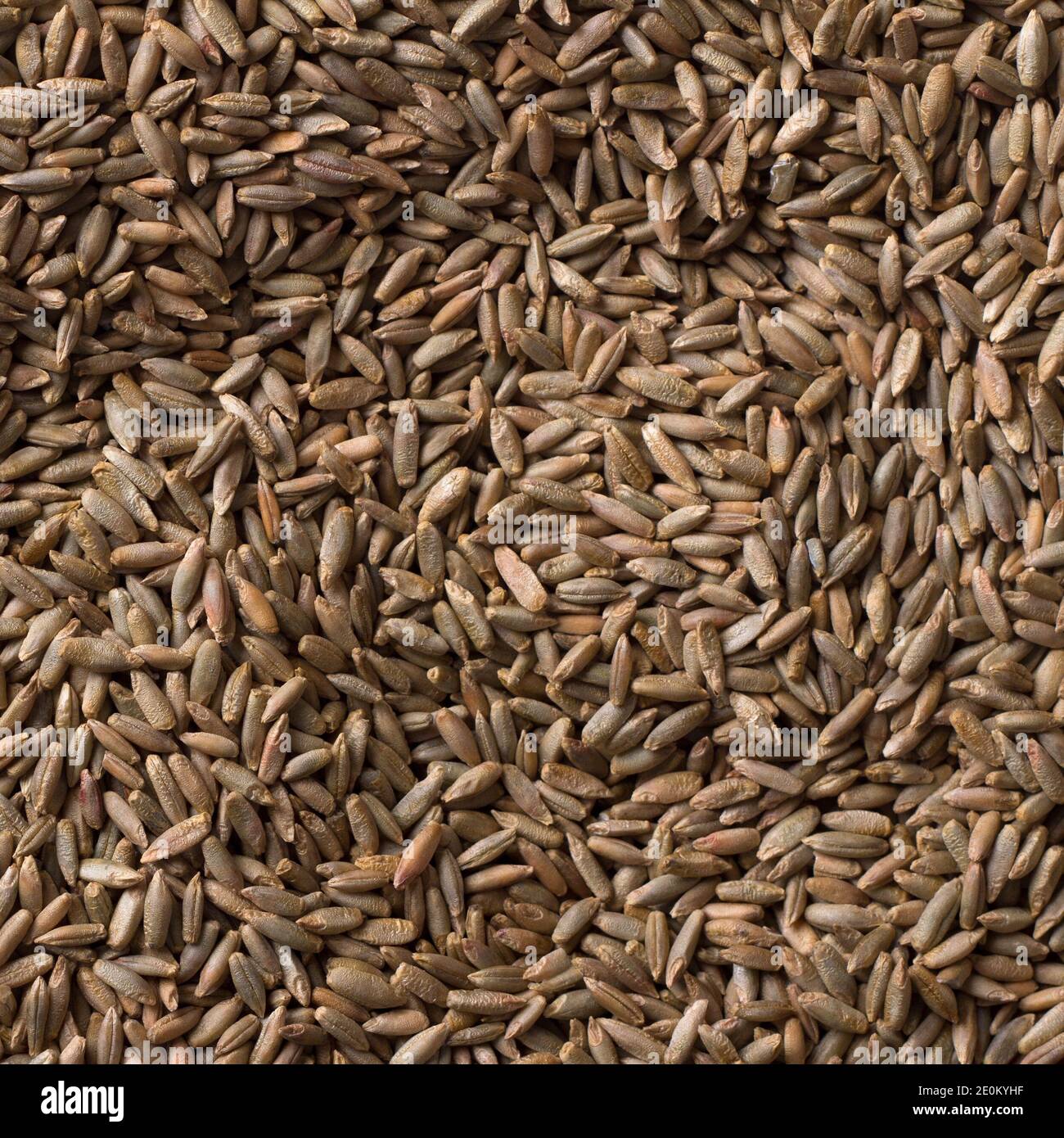 Rye grains hi-res stock photography and images - Alamy