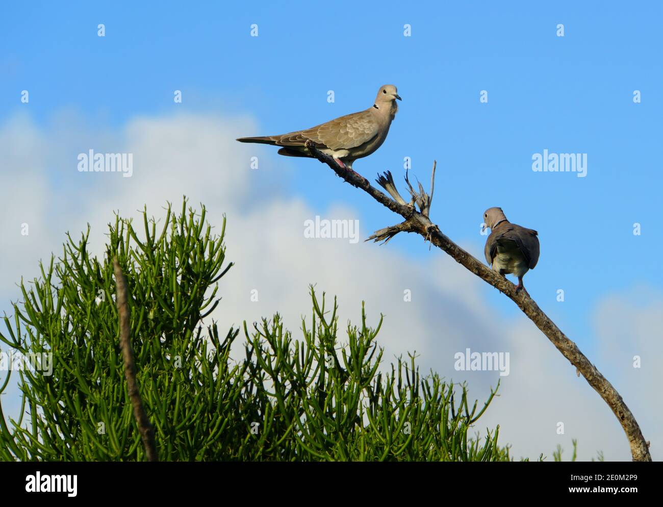 Two mourning doves standing on a branch Stock Photo - Alamy