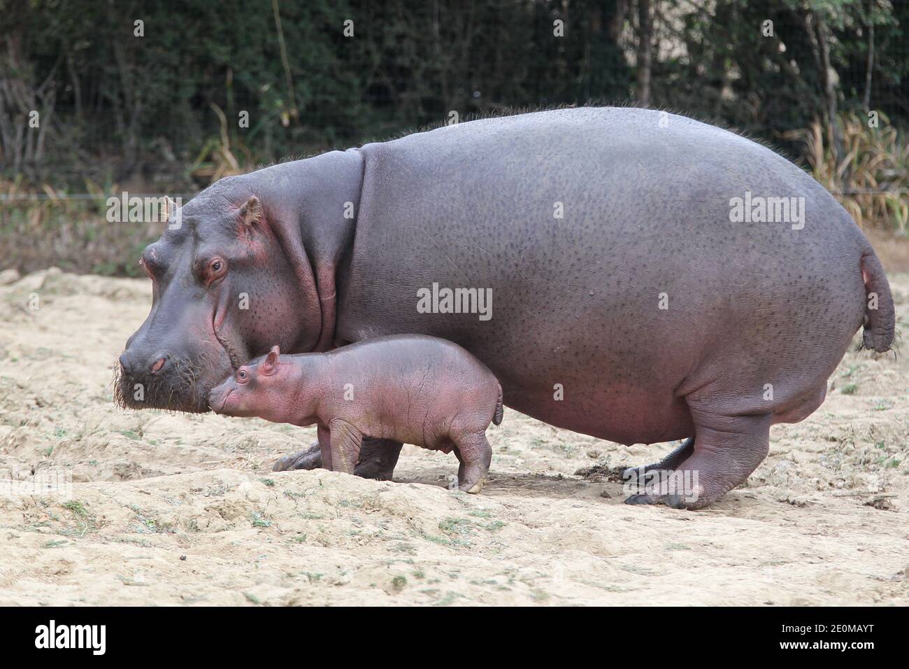 A seven-day-old hippopotamus is pictured next to his mother, Kara, aged ...