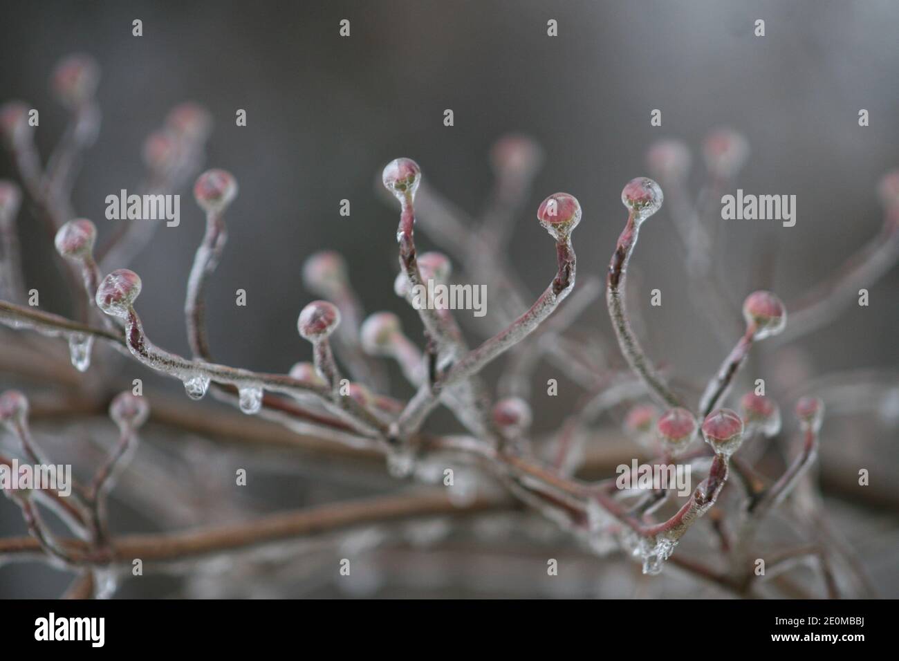 Budding twigs hi-res stock photography and images - Alamy