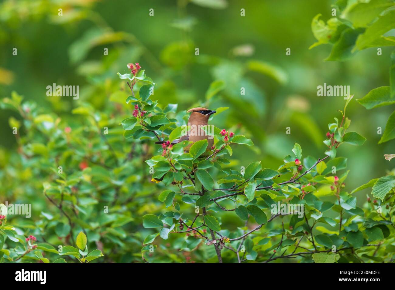 Cedar waxwing feeding in a Juneberry bush Stock Photo - Alamy