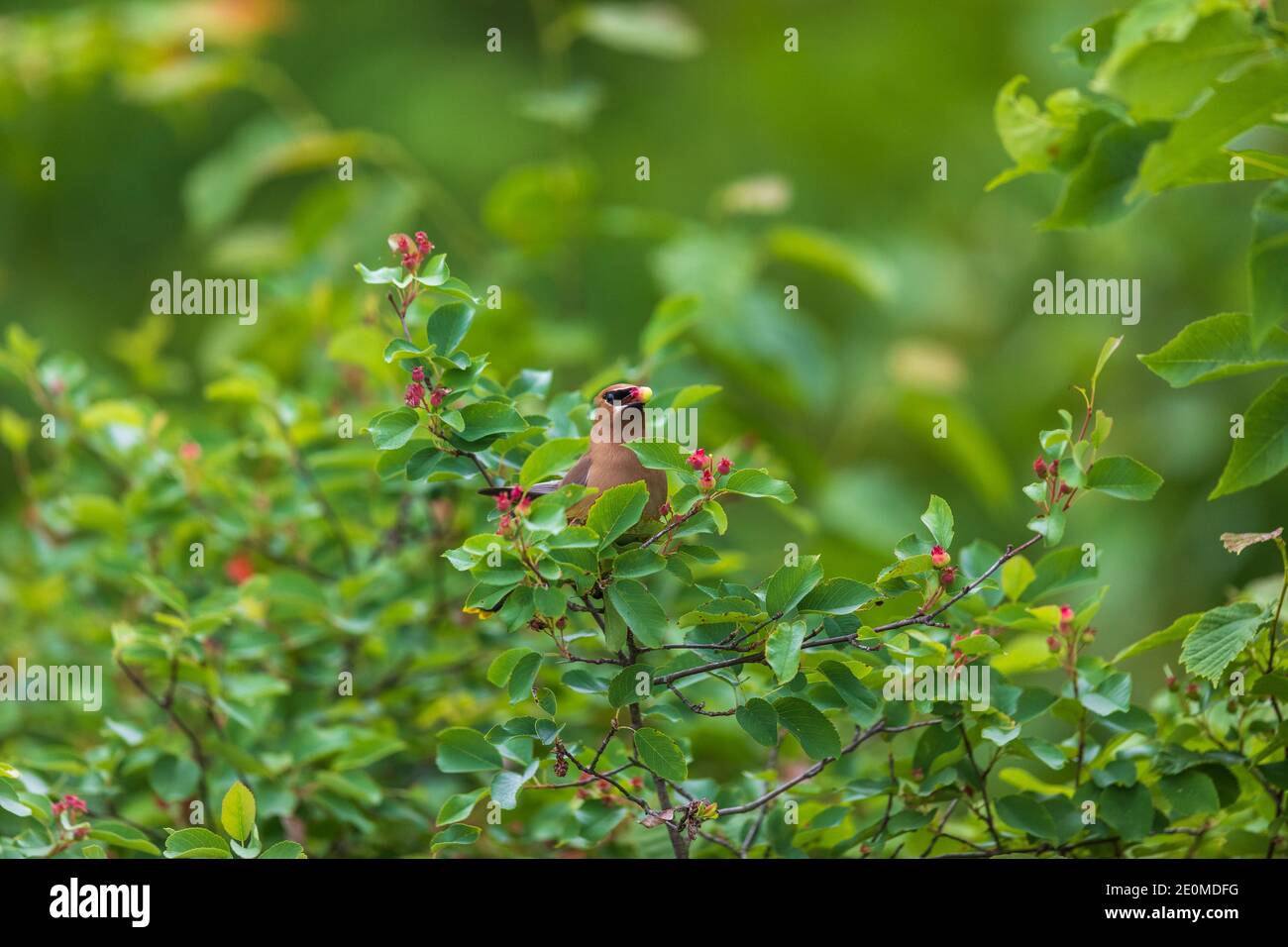 Juneberry shrub hi-res stock photography and images - Alamy