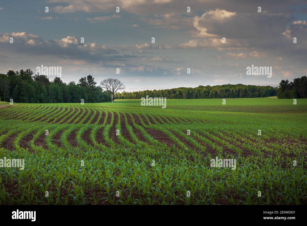 Corn farmers and farming hi-res stock photography and images - Alamy