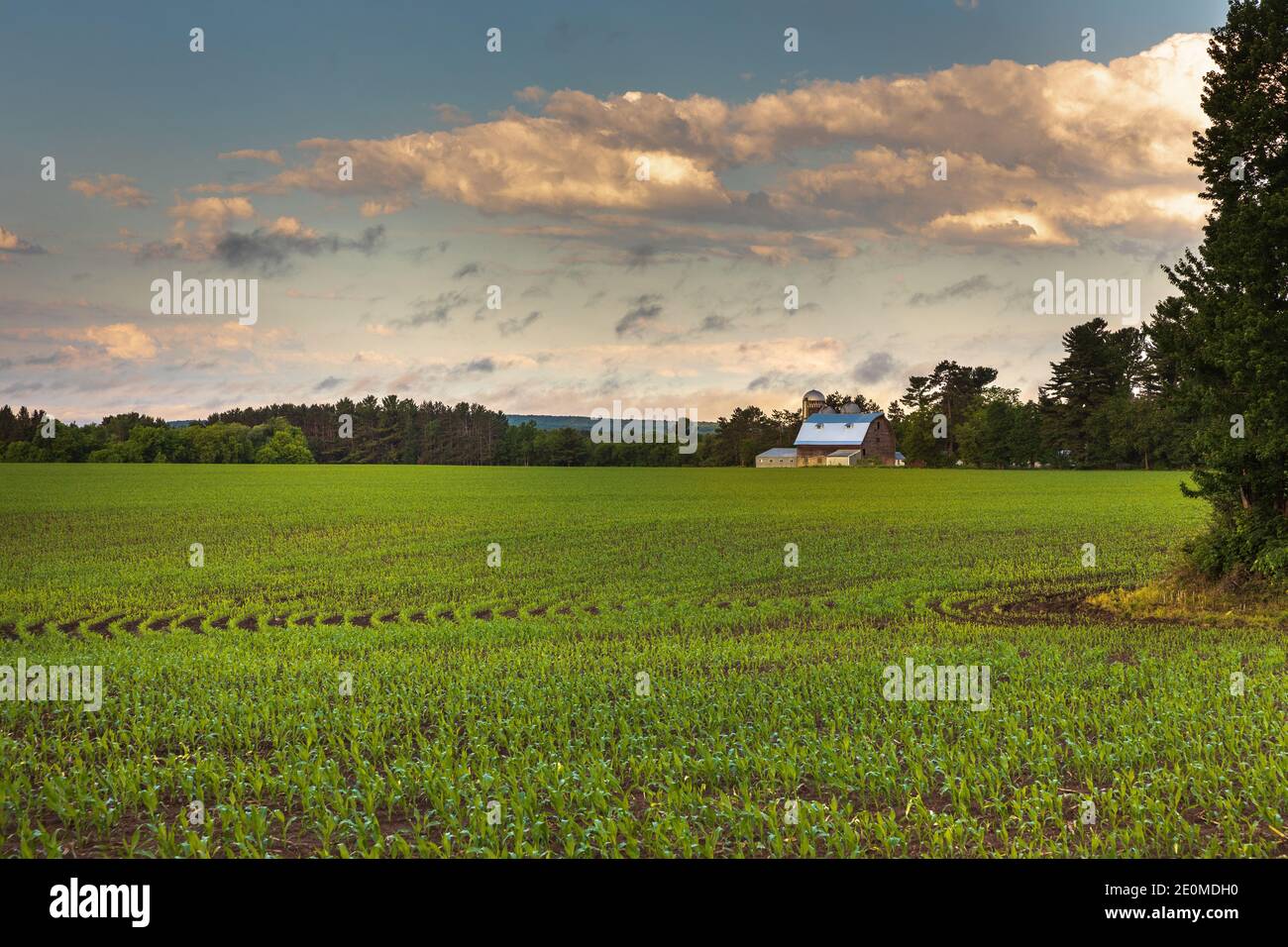 Barn and corn field in northern Wisconsin Stock Photo - Alamy