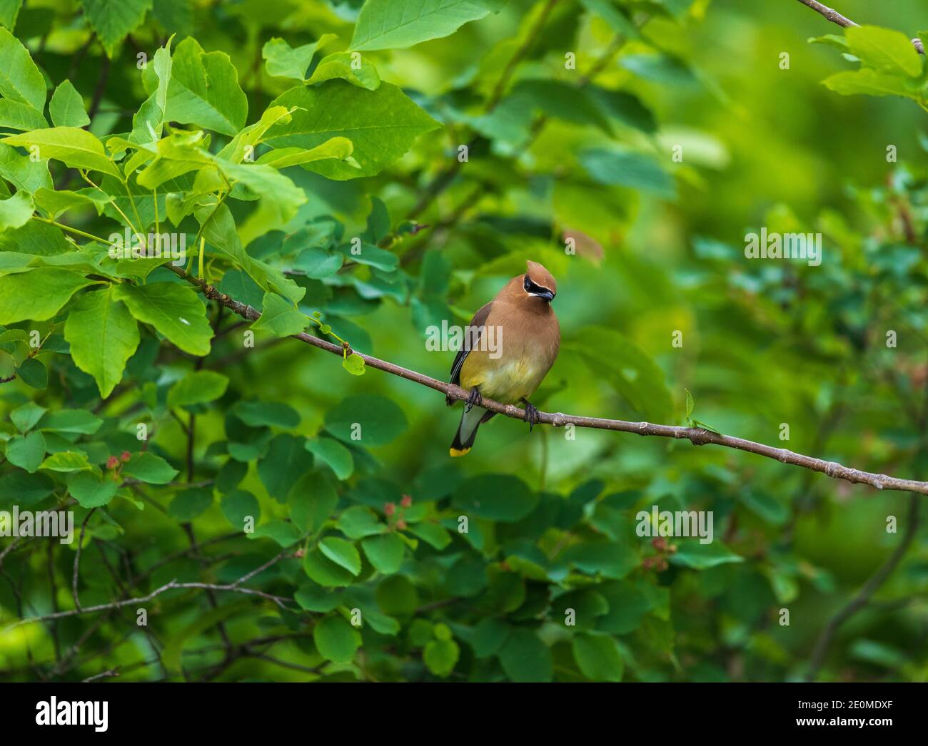 Juneberry bush hi-res stock photography and images - Alamy