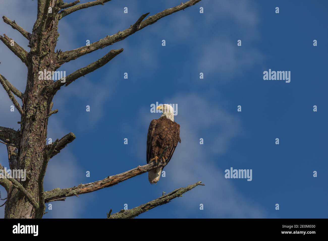 Bald eagle on snag hi-res stock photography and images - Alamy