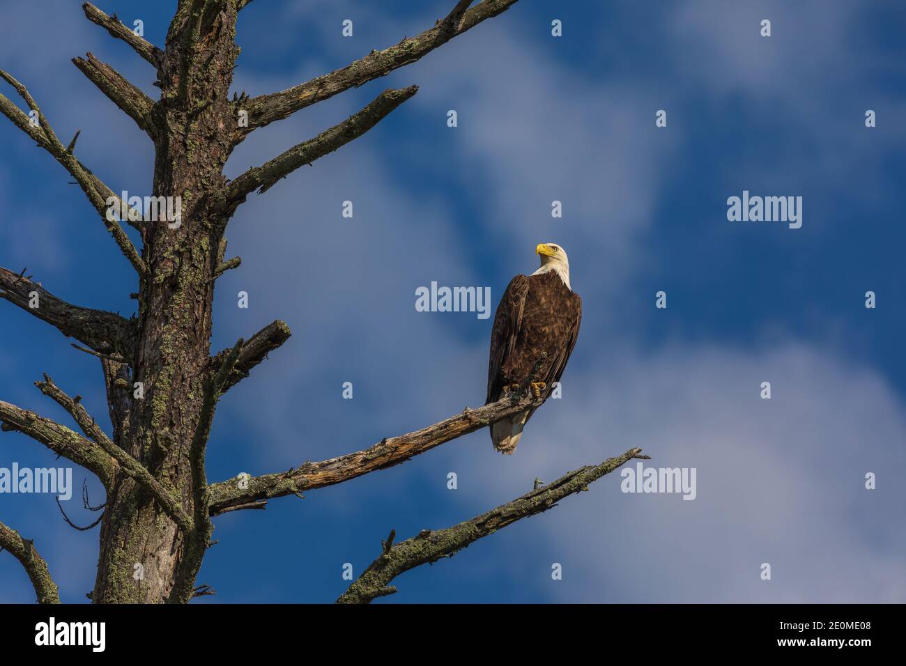 Bald eagle on snag hi-res stock photography and images - Alamy