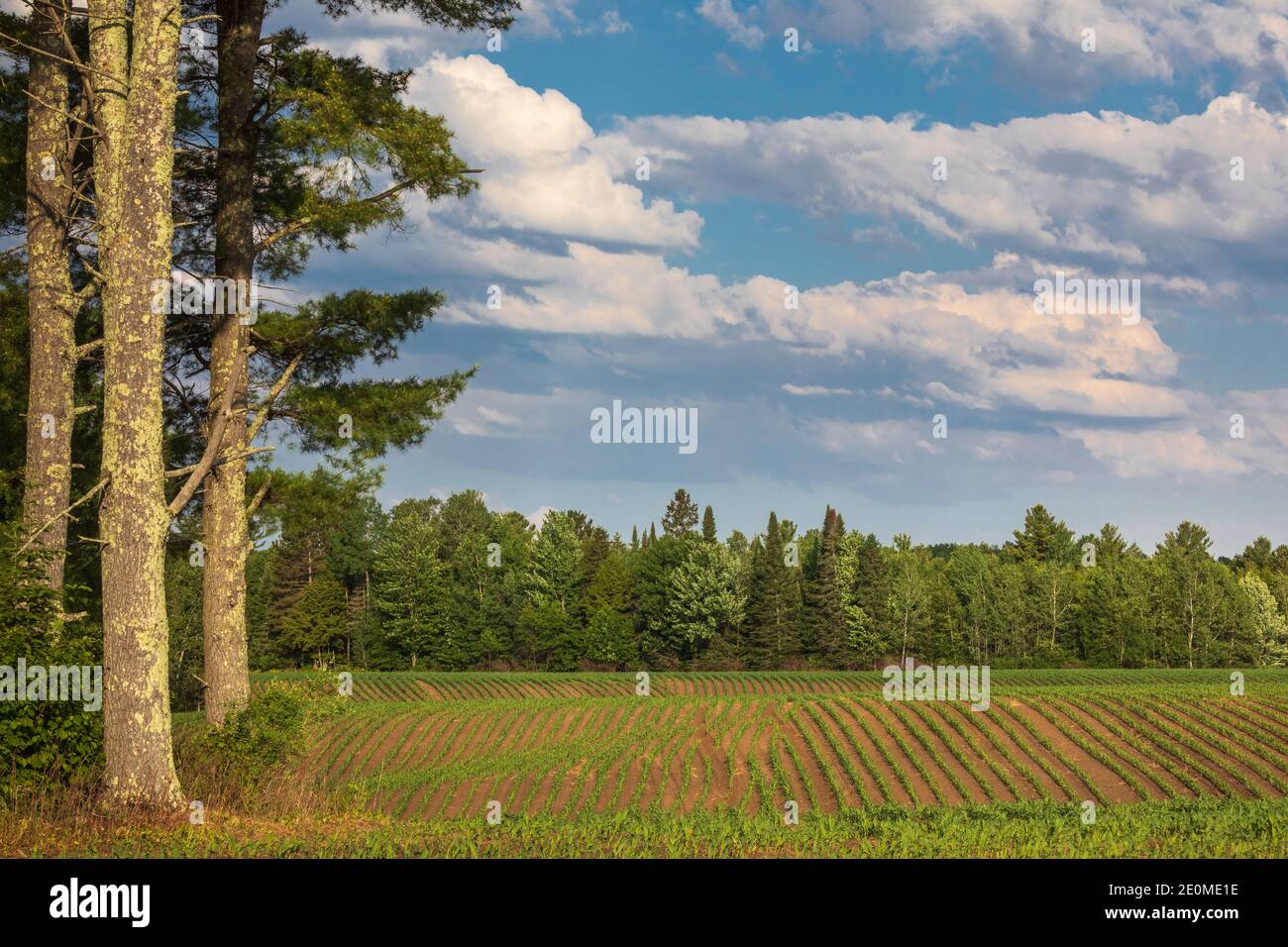 Corn field in northern Wisconsin Stock Photo - Alamy