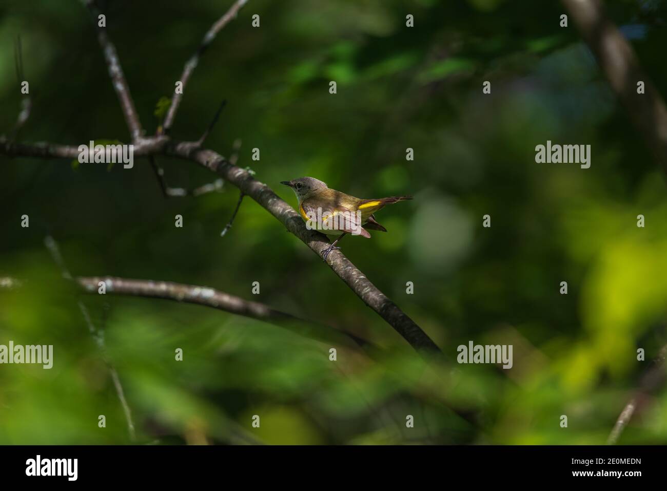 Female american redstart hi-res stock photography and images - Alamy
