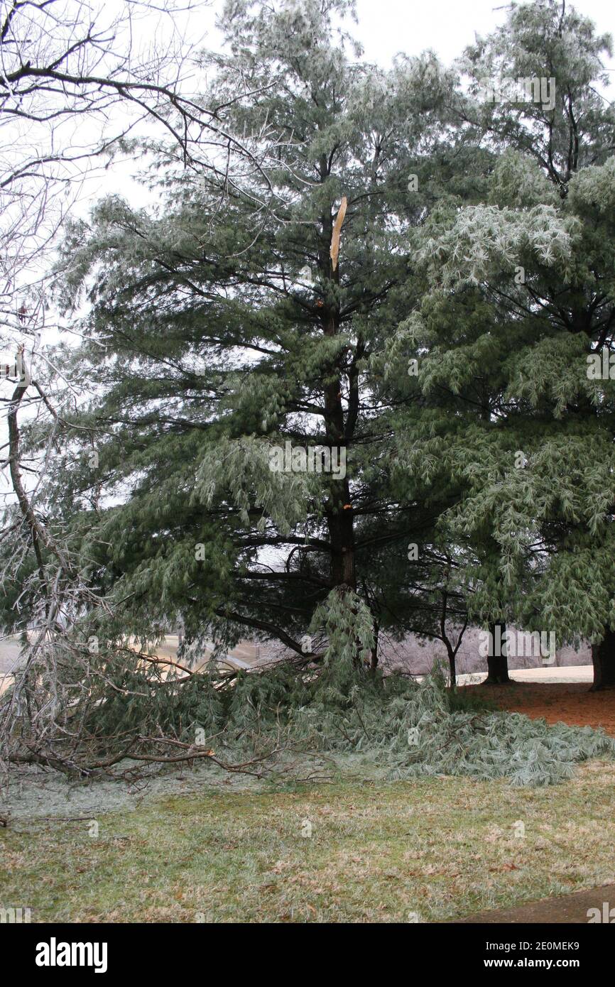Iced over Pine trees in the first days of 2021 Stock Photo - Alamy