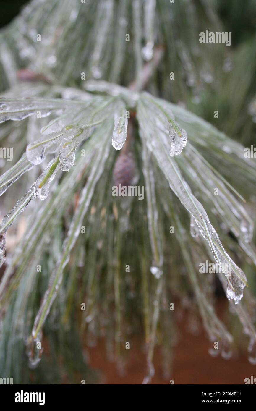 Iced over Pine trees in the first days of 2021 Stock Photo - Alamy