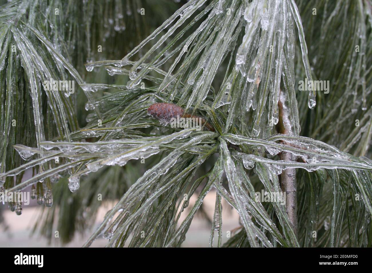 Iced over Pine trees in the first days of 2021 Stock Photo - Alamy