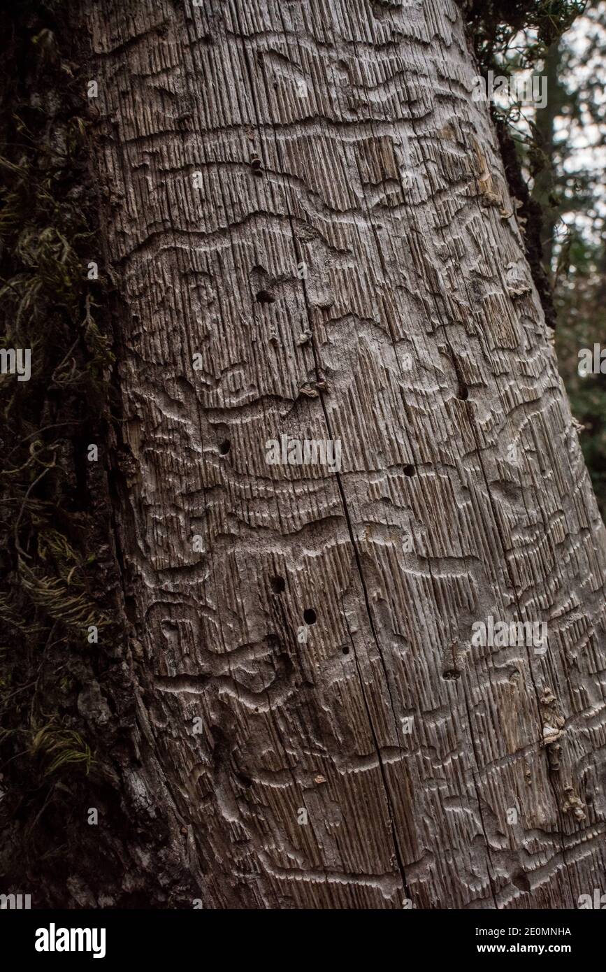 Bark beetle gallery hi-res stock photography and images - Alamy