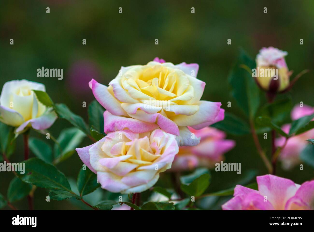 Groundcover rose in container hi-res stock photography and images - Alamy