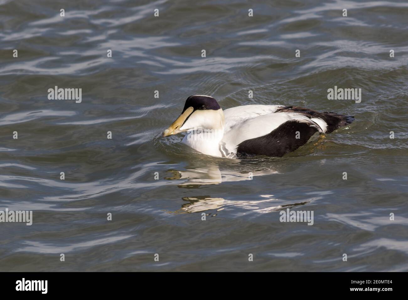 Large sea duck hi-res stock photography and images - Alamy