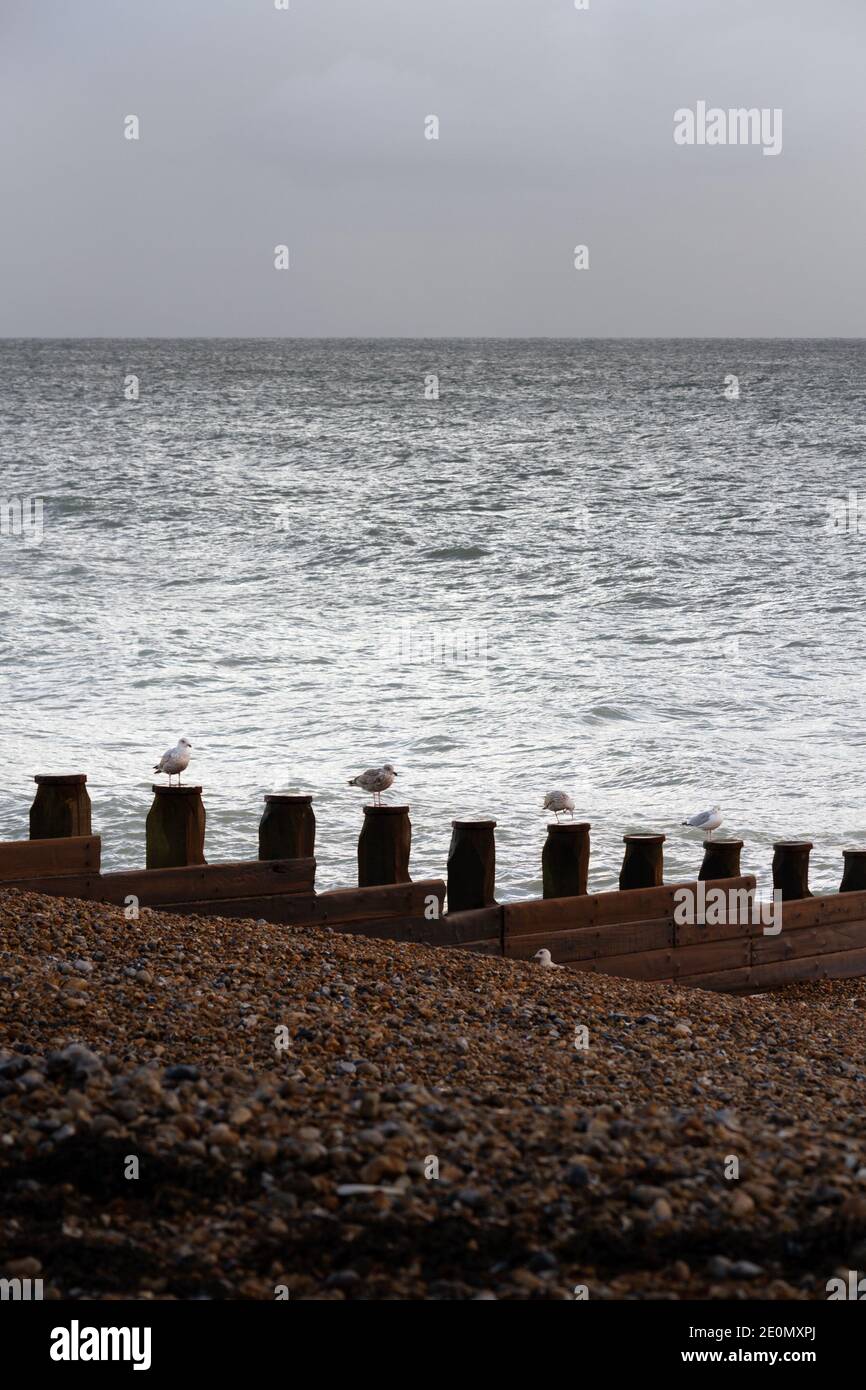 Gulls on groynes on Eastbourne shingle beach on a winter afternoon ...