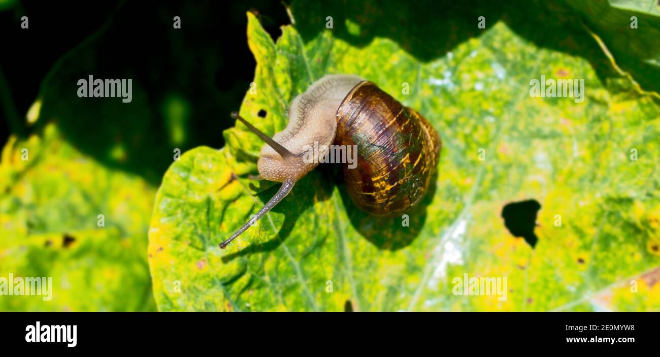 Brian The Snail High Resolution Stock Photography and Images - Alamy