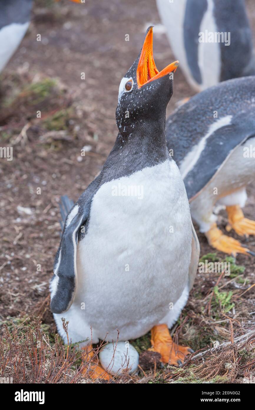 Singing penguins hi-res stock photography and images - Alamy