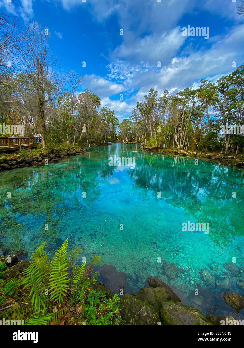 Manatee river water hi-res stock photography and images - Alamy
