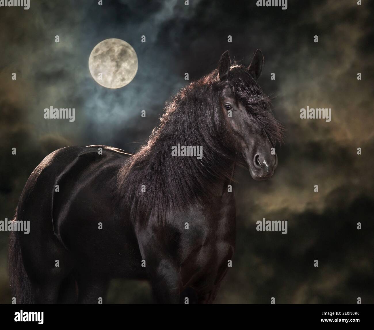 Gypsy Vanner horse mare portrait with full moon Stock Photo - Alamy