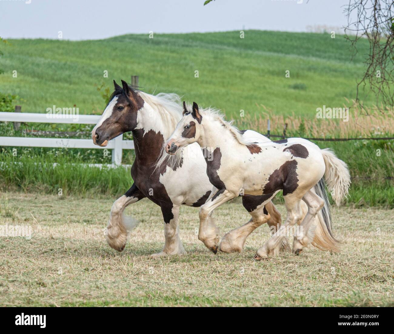 Gypsy Vanner Horse mare with foal at side run in grass paddock Stock ...