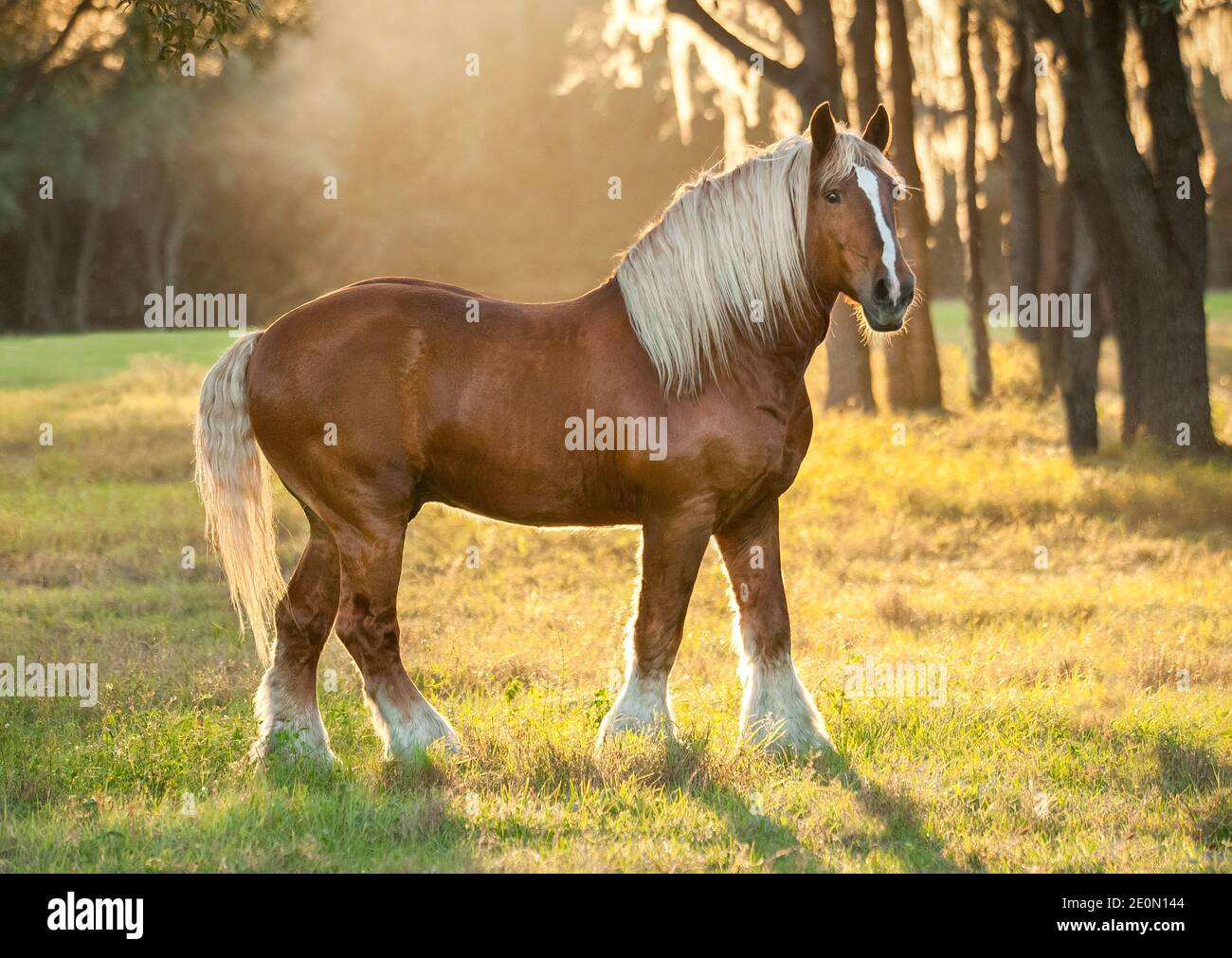 Belgian draft horse hi-res stock photography and images - Alamy