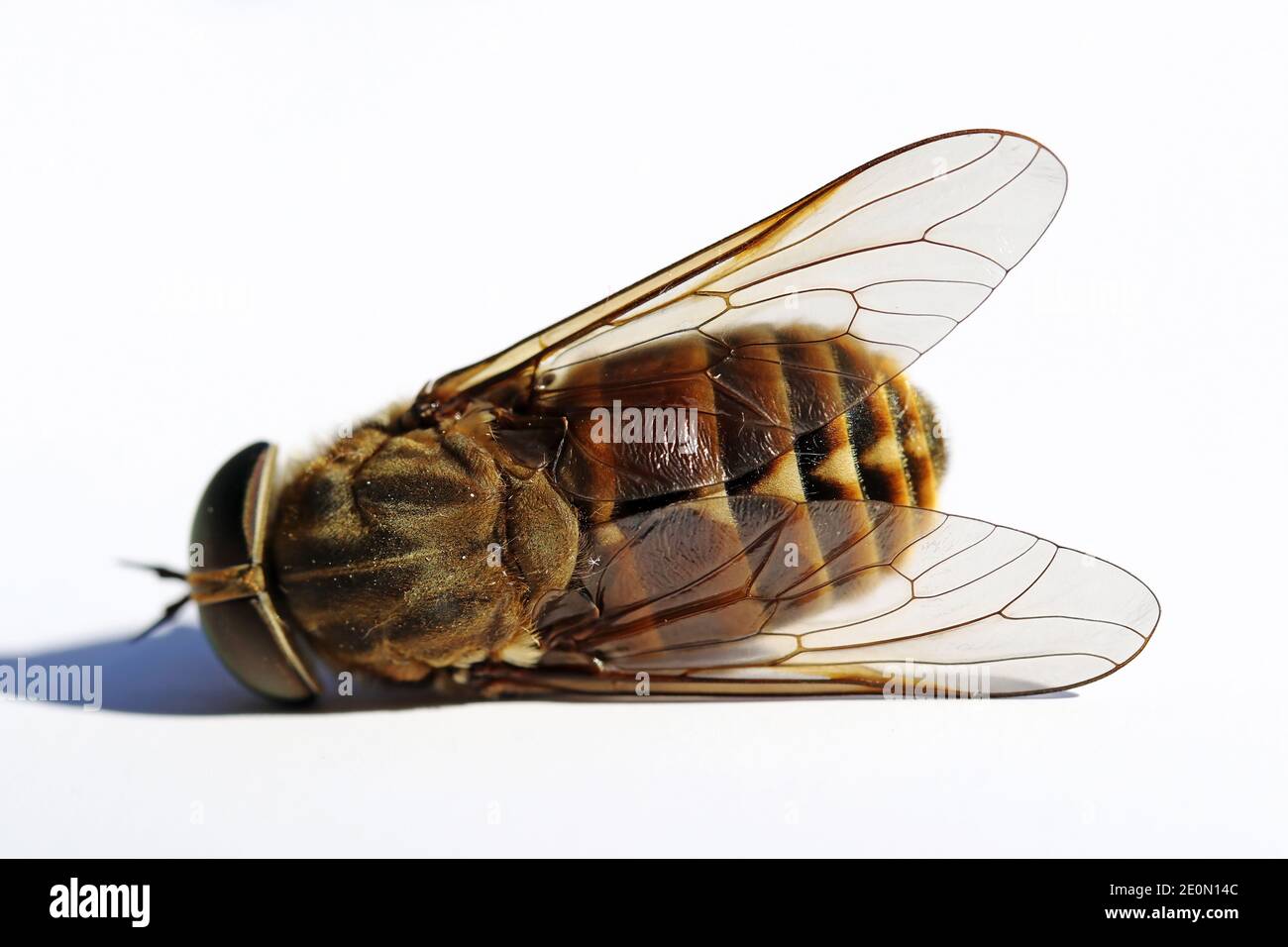 Furry dung bee hi-res stock photography and images - Alamy