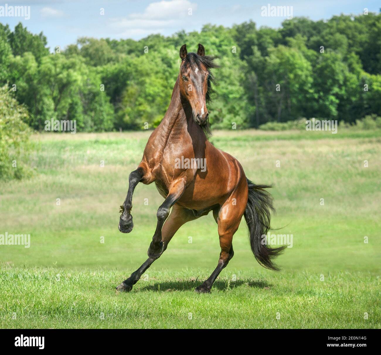 Morgan Horse