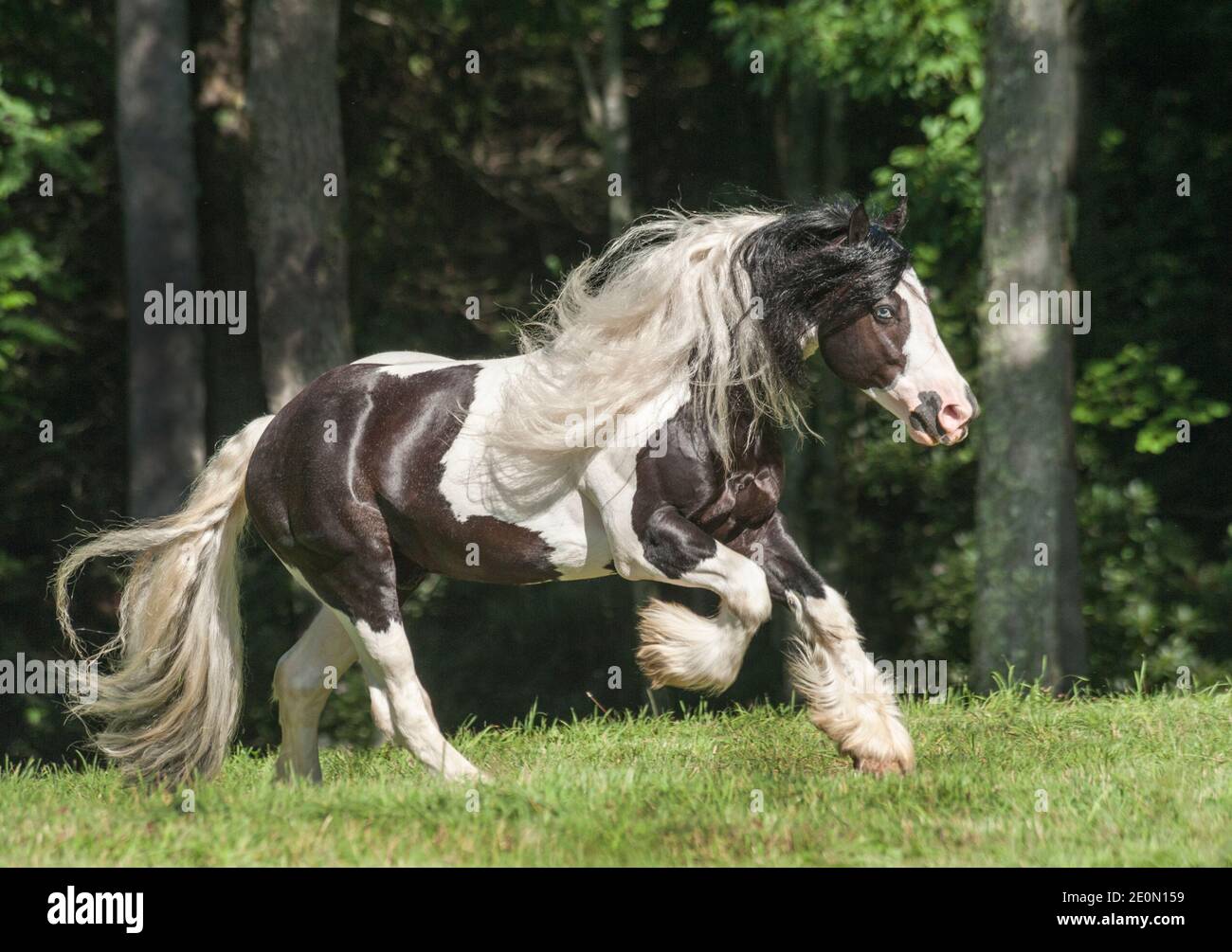 Gypsy Vanner Horse stallion Stock Photo - Alamy