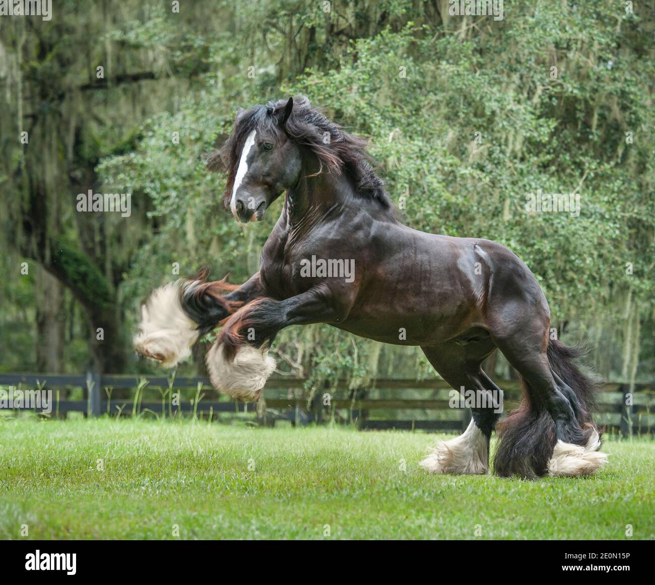 Frisky Gypsy Vanner Horse stallion Stock Photo - Alamy