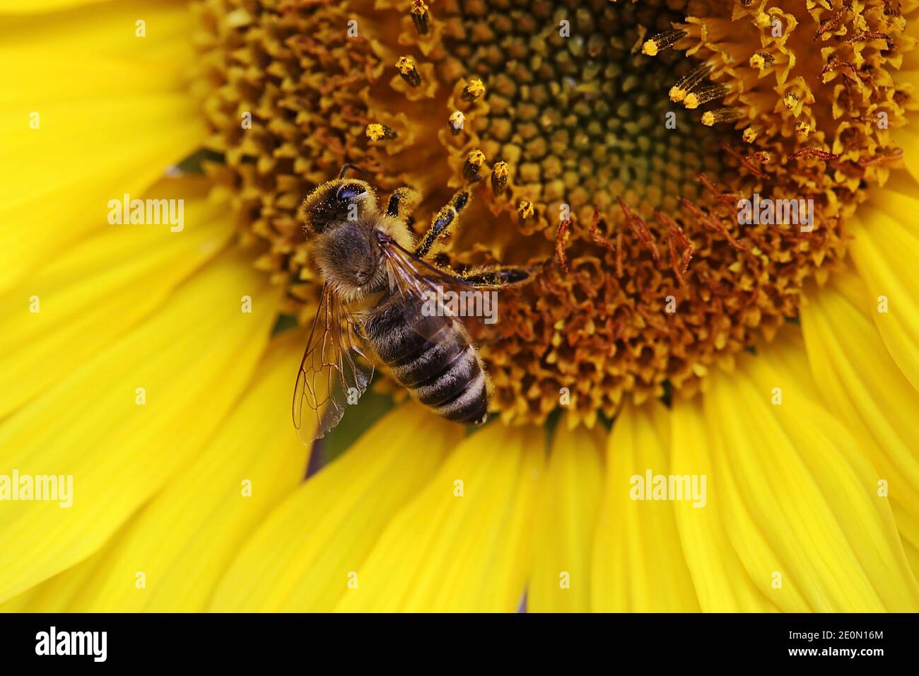 Getting close to insects hi-res stock photography and images - Alamy