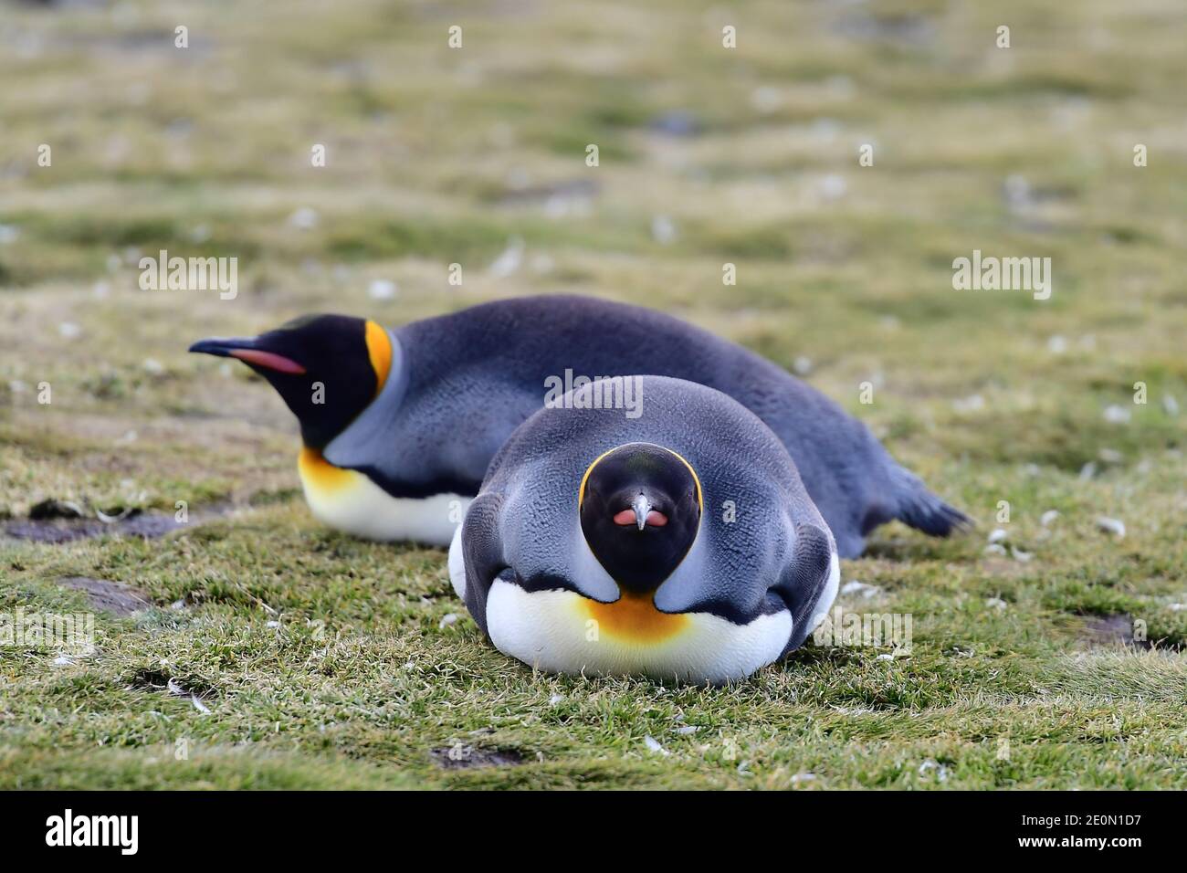 Penguin staring camera hi-res stock photography and images - Alamy