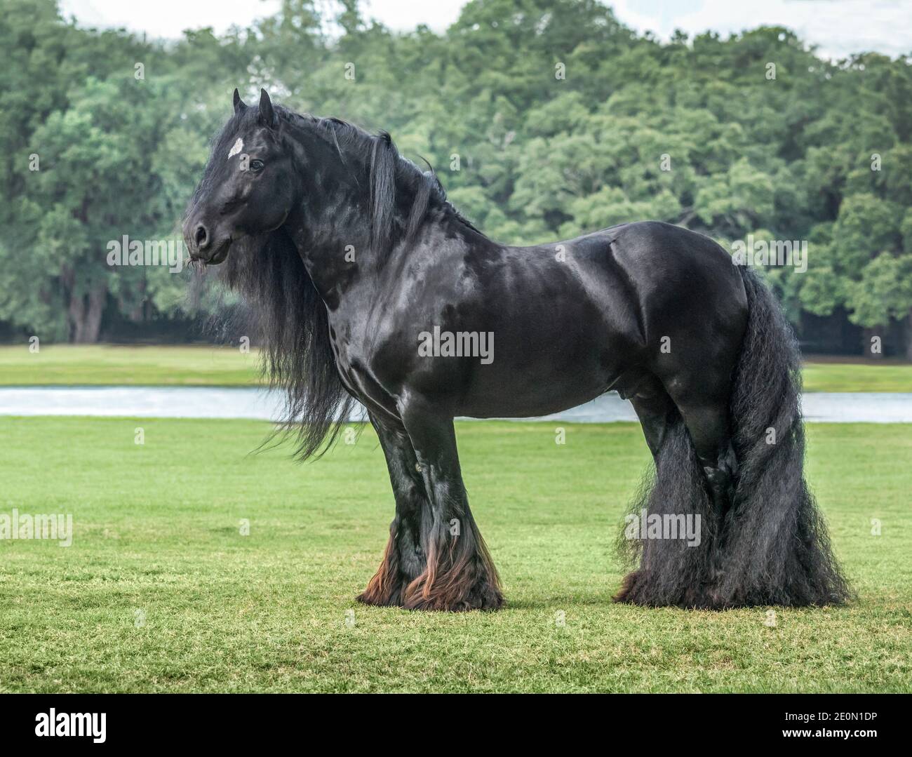 Solid Black Gypsy Vanner