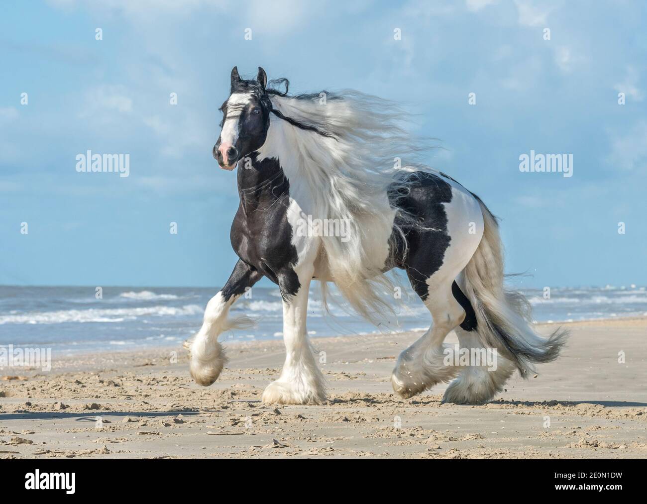 Gypsy vanner horse beach hi-res stock photography and images - Alamy
