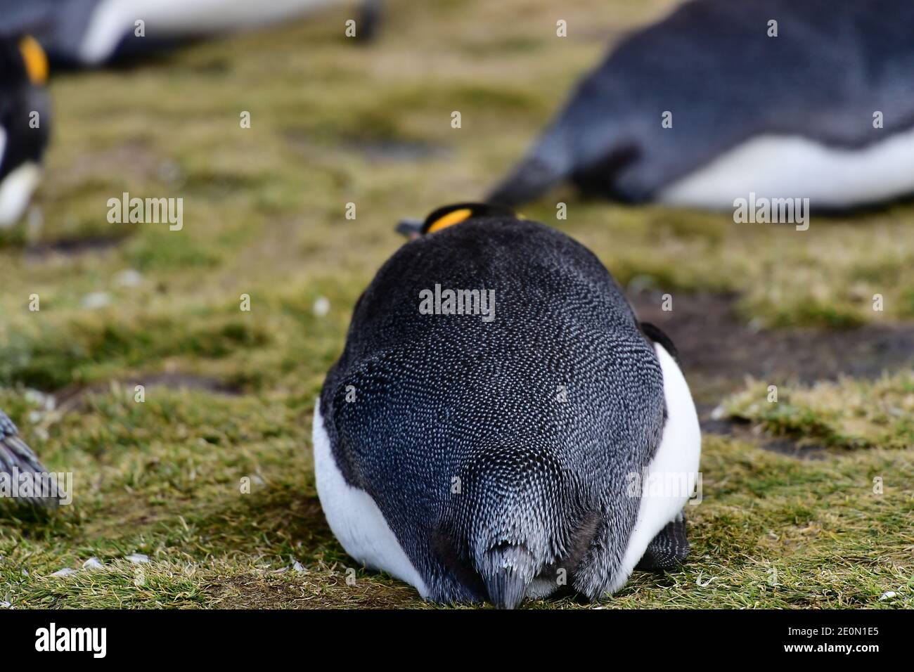 King penguin backside hi-res stock photography and images - Alamy