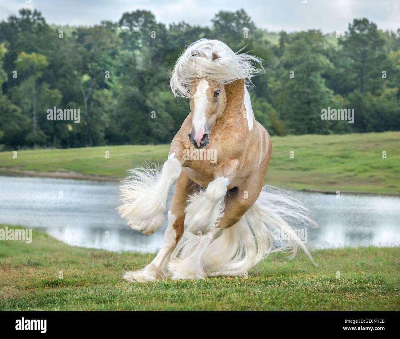 Palomino Paint Gypsy Vanner at Mack Ralph blog