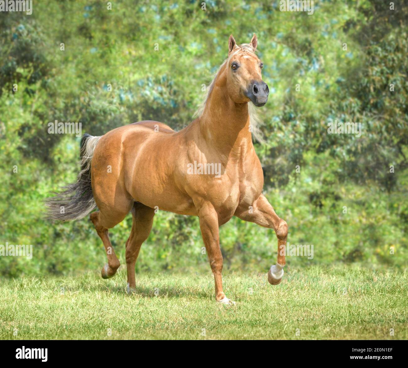 Palomino Quarter Horse Stallion