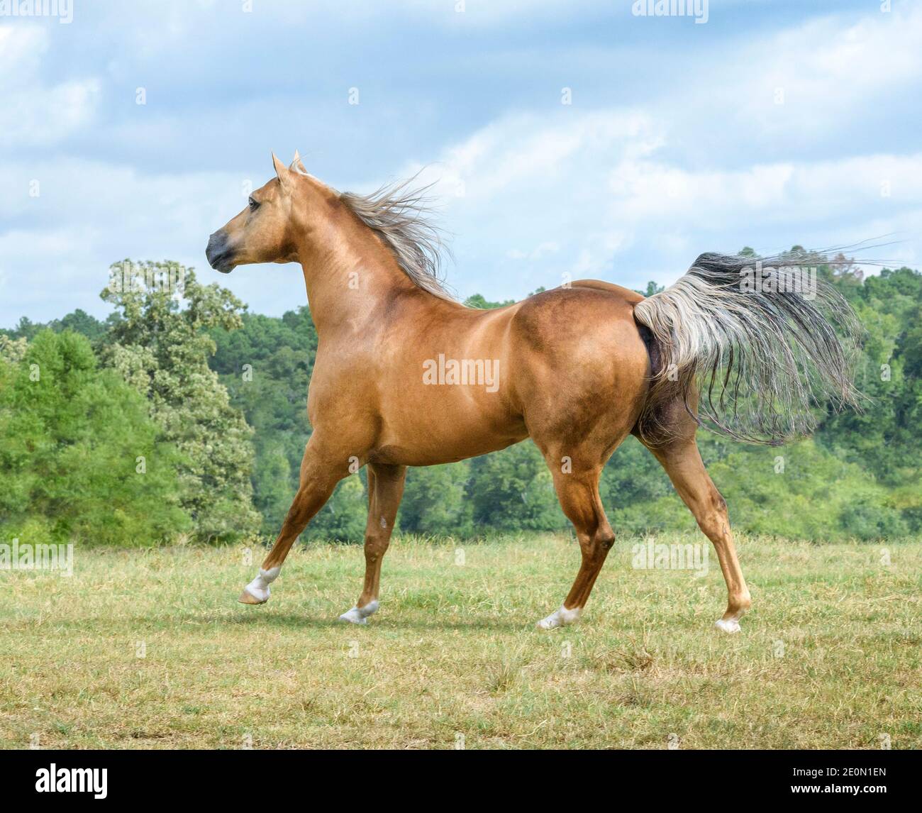 Palomino Quarter Horse Stallion