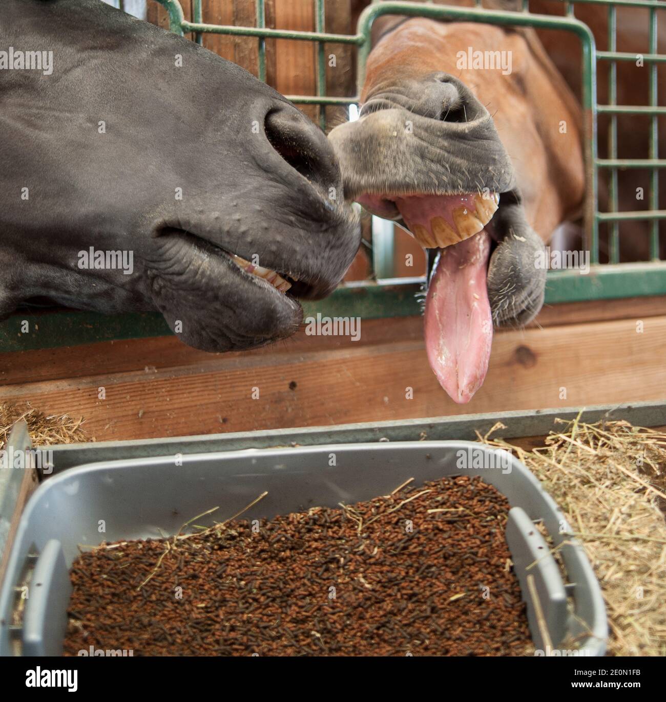 Horses try to touch through stall opening Stock Photo - Alamy