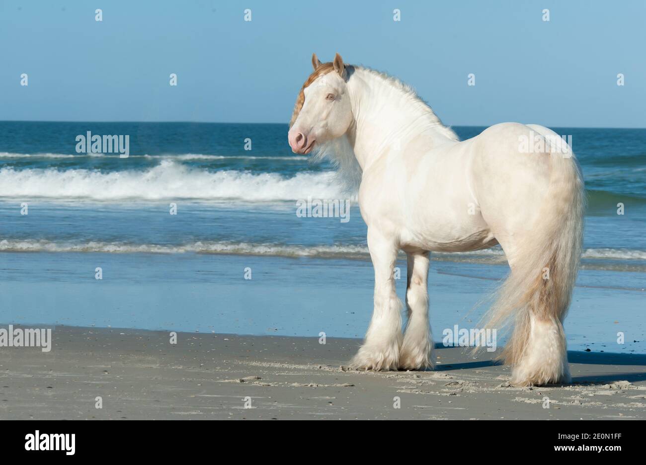 Buckskin splash hi-res stock photography and images - Alamy