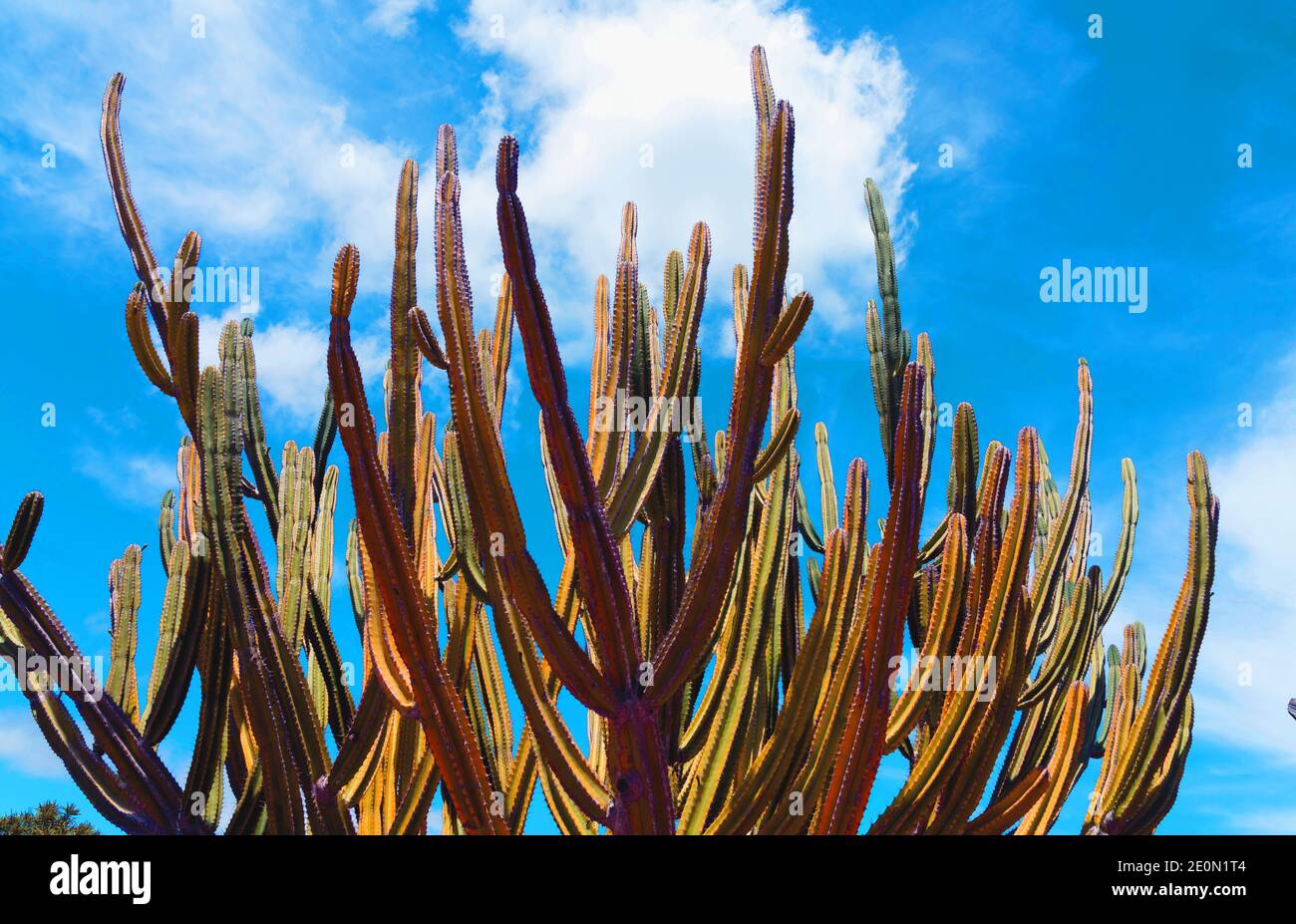 Tall green candelabra cactus i n Auckland Botanical Gardens Stock Photo ...