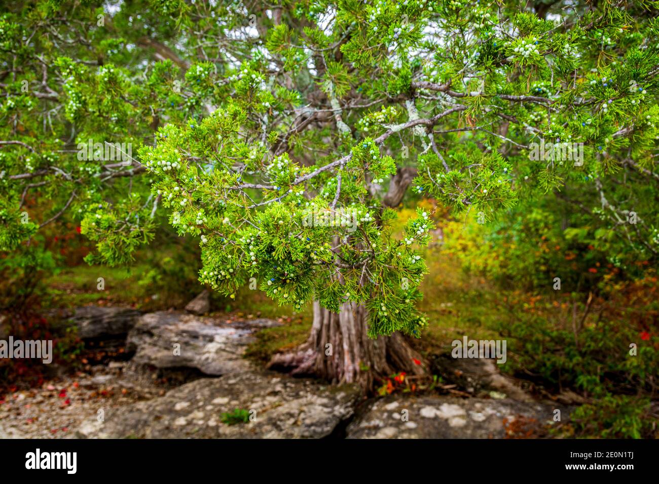 Crowe bridge hi-res stock photography and images - Alamy