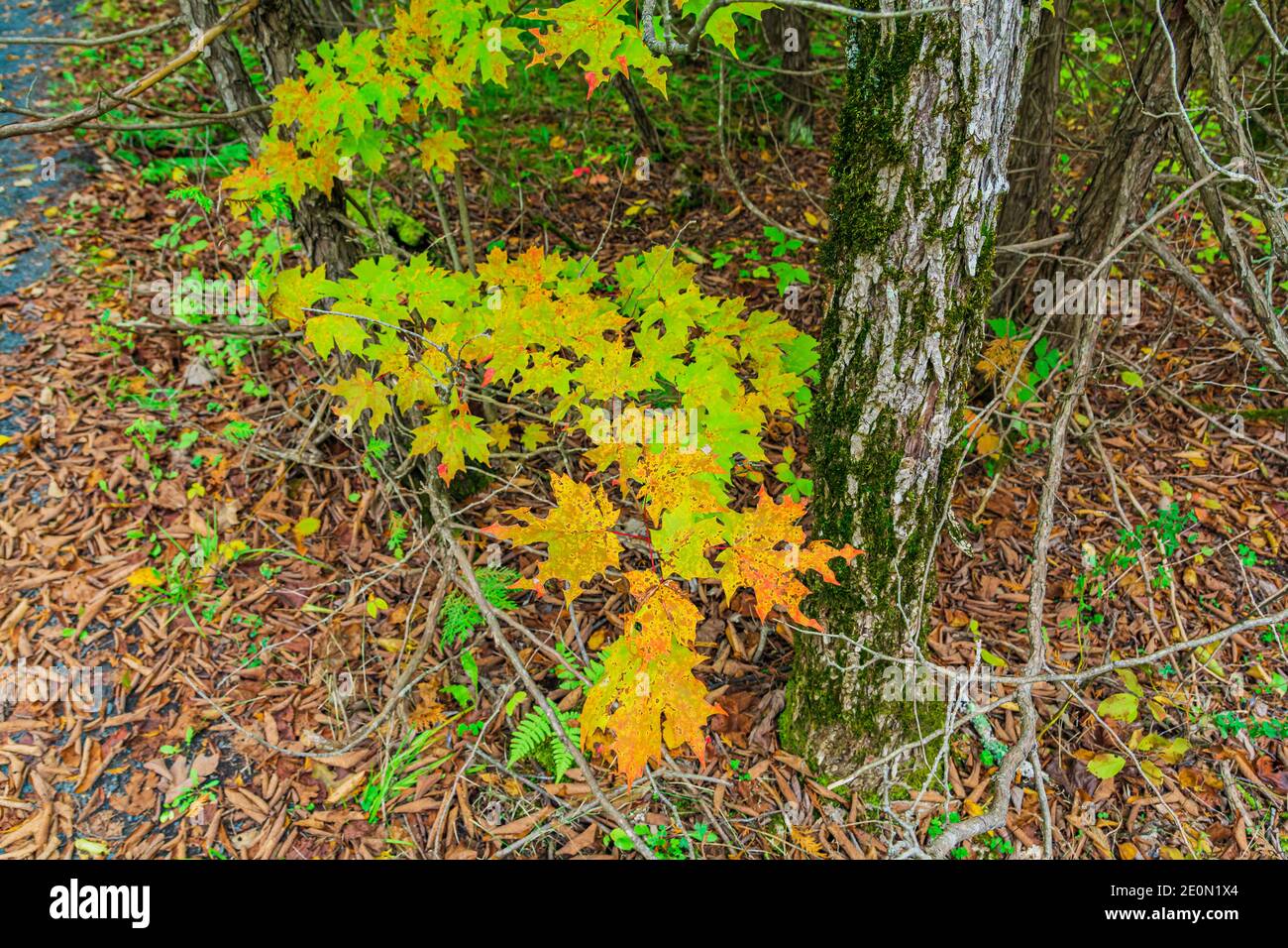 Crowe bridge hi-res stock photography and images - Alamy