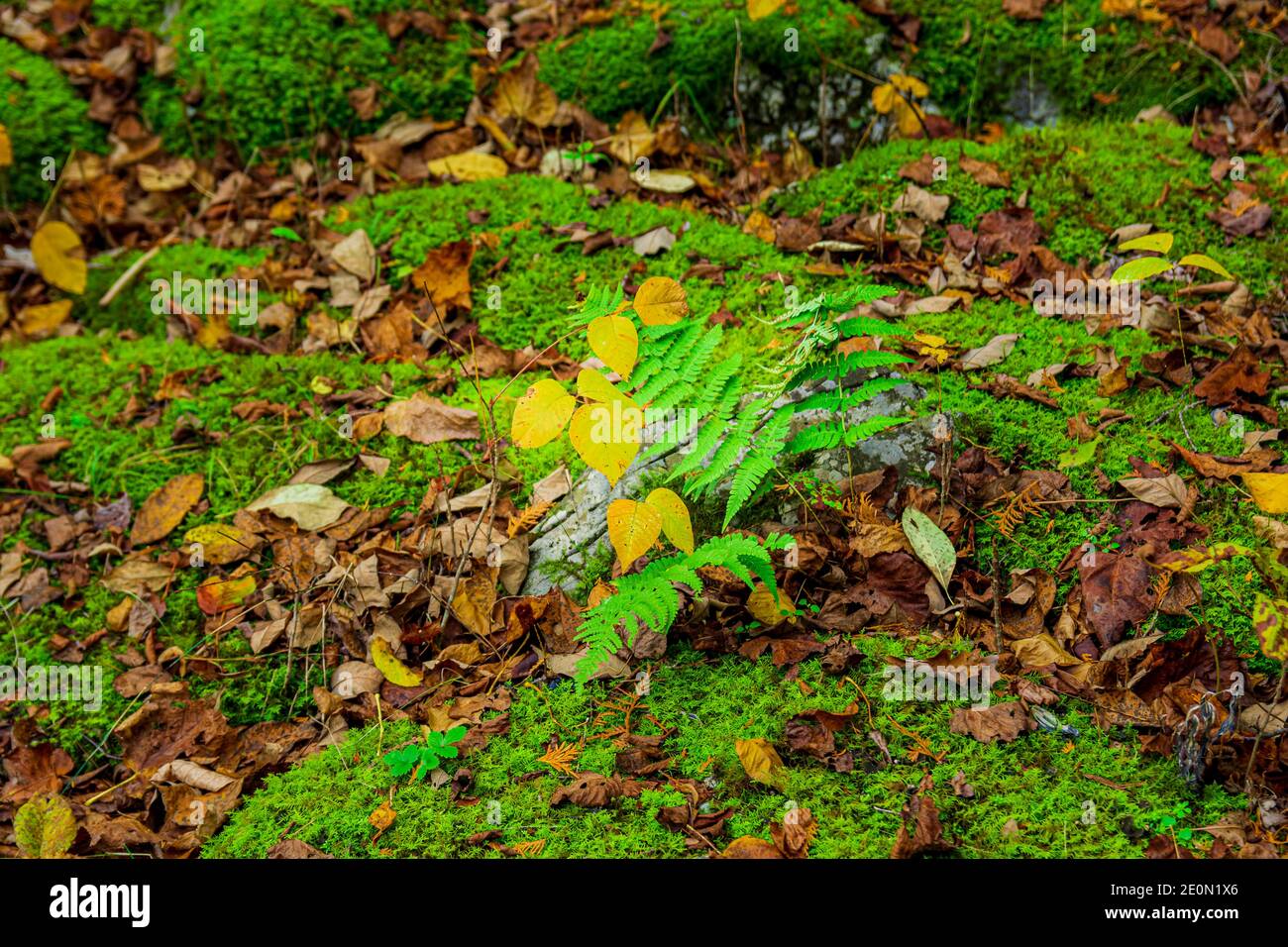 Crowe bridge hi-res stock photography and images - Alamy