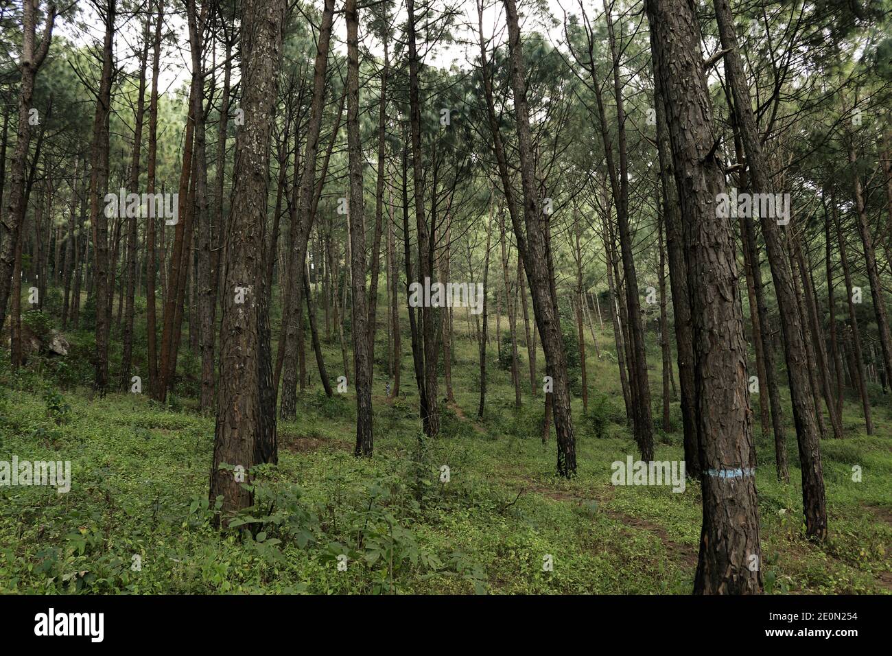 Shreenagar hills in Tansen is famous travel destination of Nepal Stock ...