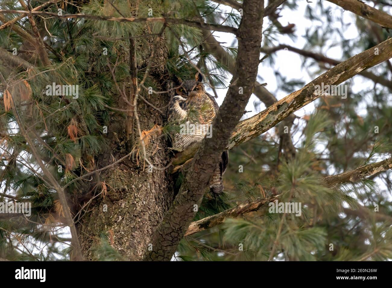 Great horned owl hidden in the crowns of a tree Stock Photo - Alamy