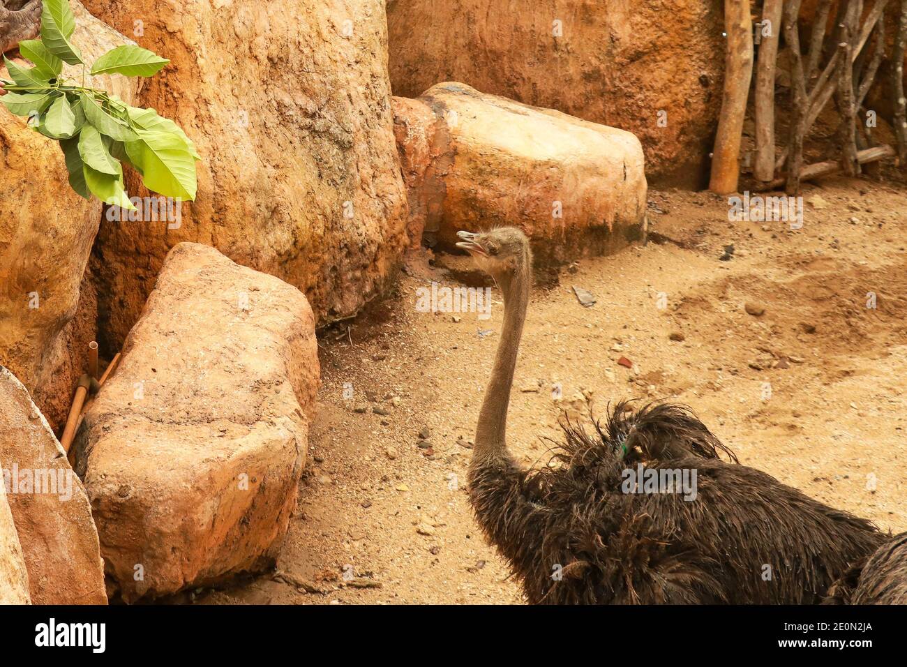 Emu walking eating in farm. Emu or ostrich large bird on cage zoo in ...