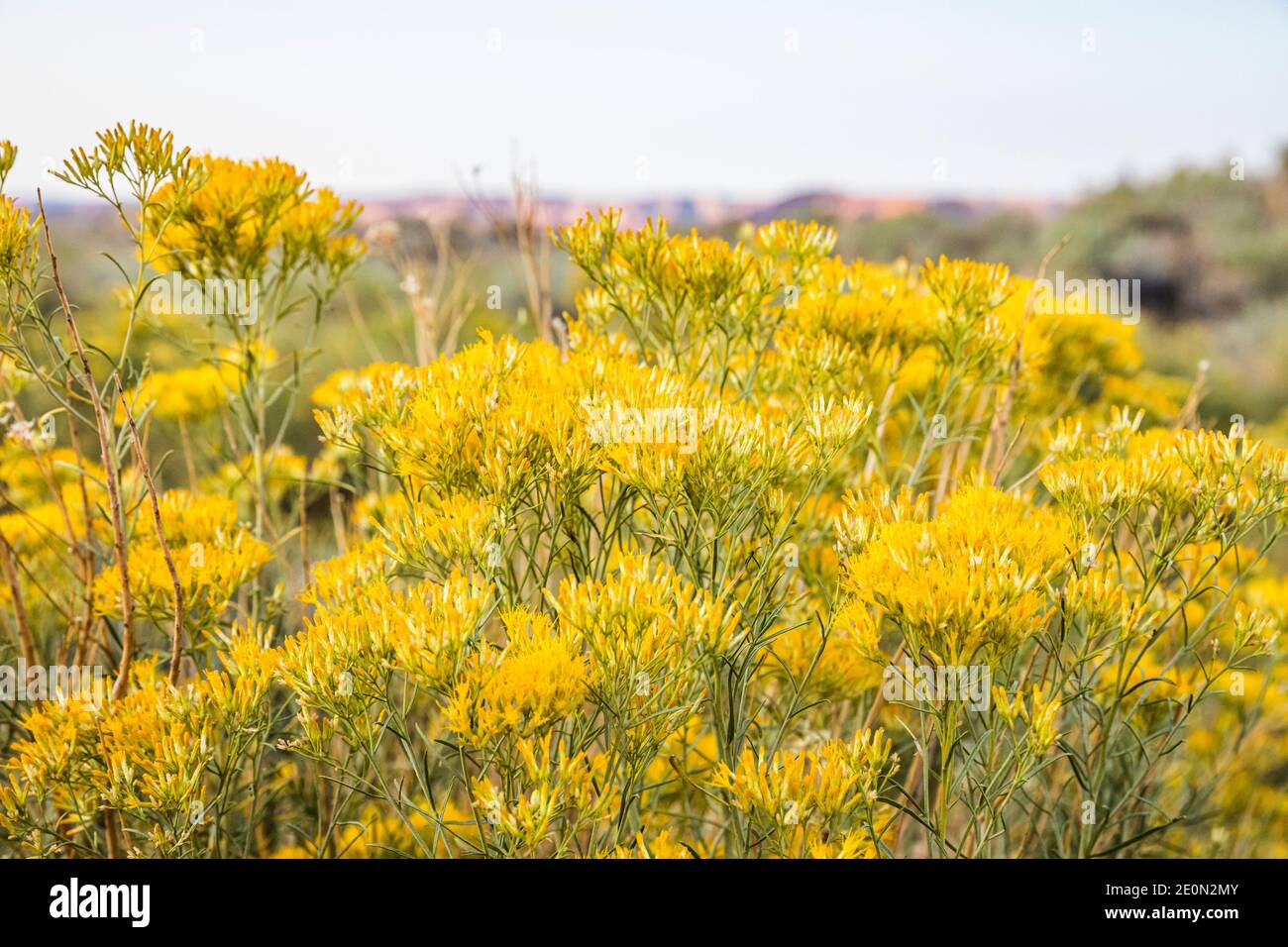 Rabbitbrush hi-res stock photography and images - Alamy