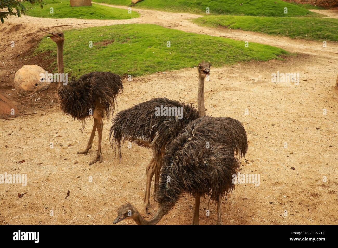 Emu in Australian Outback, Flinders Ranges National Park, South ...